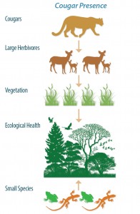 Cougar Biology & Behavior - Western Wildlife Outreach