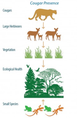 Cougar Biology & Behavior - Western Wildlife Outreach