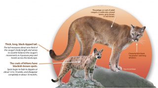 Cougar Identification Western Wildlife Outreach