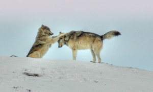 Gray Wolf Biology & Behavior - Western Wildlife Outreach