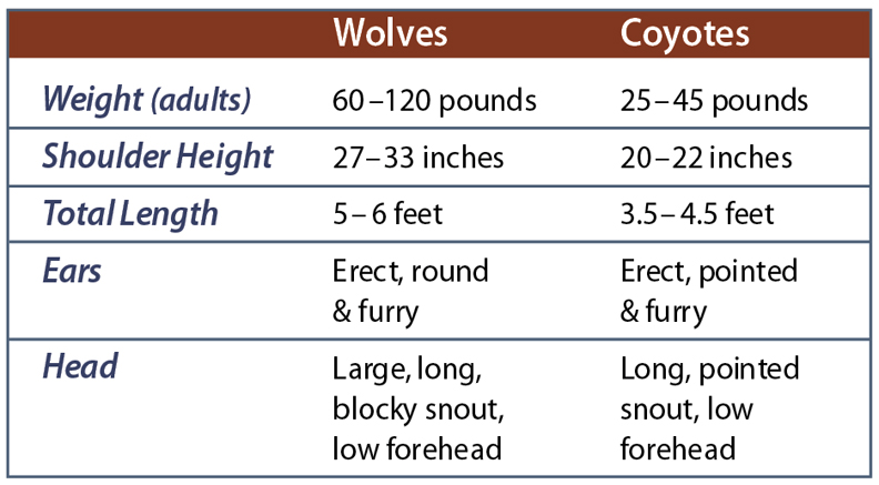 Gray Wolf Identification - Western Wildlife Outreach