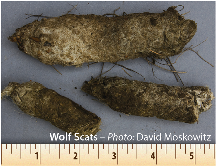 Signs of Wolves - Western Wildlife Outreach