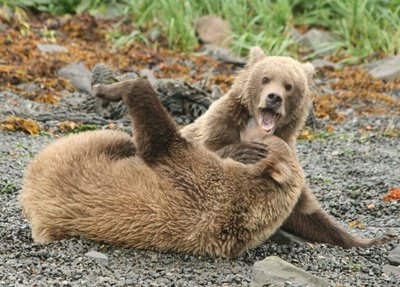 Bear Vocalizations: What Do They Mean? - Western Wildlife Outreach