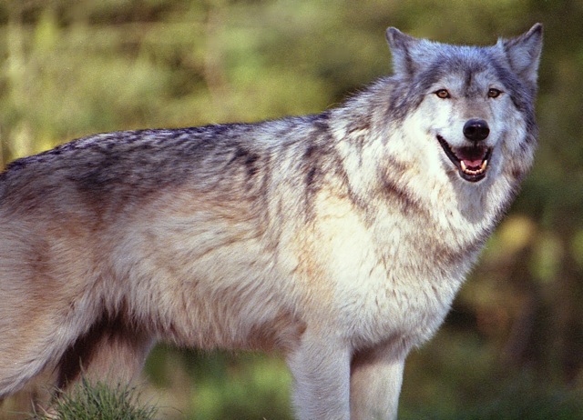 8th Wolf Pack Confirmed in Washington State - Western Wildlife Outreach