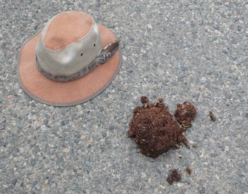 Intestines, the Bear Facts - Western Wildlife Outreach