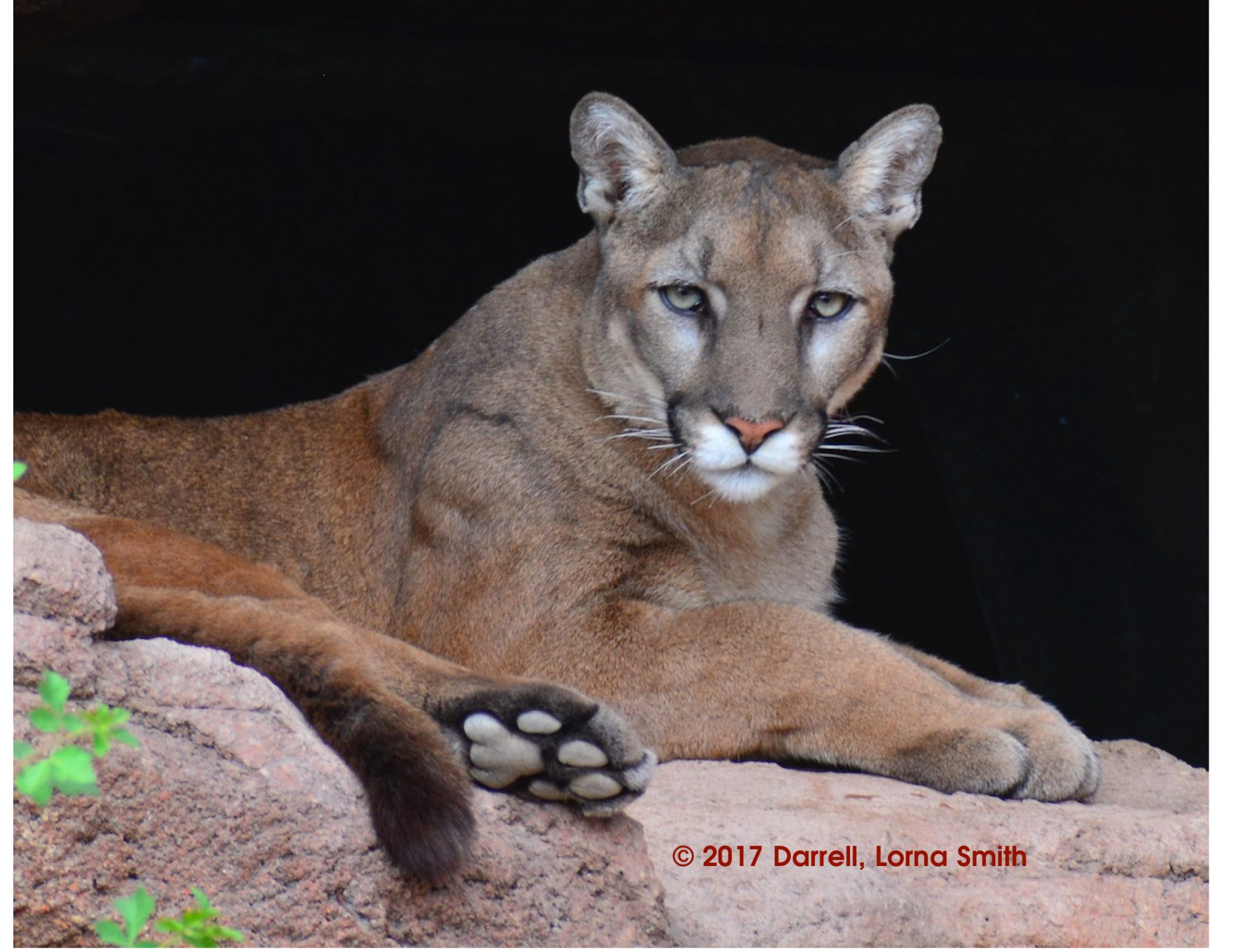 Safety Advice For Living And Recreating In Cougar Country Western