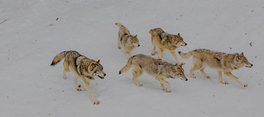 Western Wildlife Outreach: Black Bears, Cougars, Gray Wolves in the ...