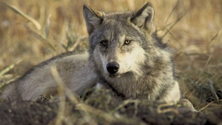 Gray Wolf Identification - Western Wildlife Outreach