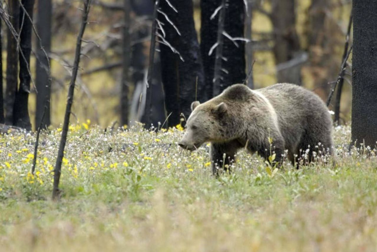 Bear Identification - Western Wildlife Outreach
