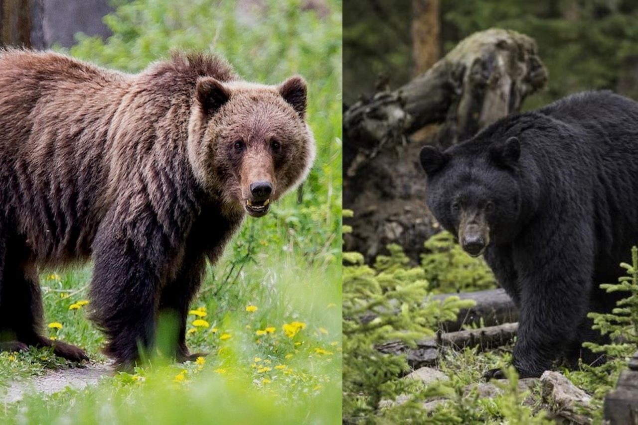 Western Wildlife Outreach: Black Bears, Cougars, Gray Wolves in the ...