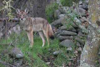 Western Wildlife Outreach: Black Bears, Cougars, Gray Wolves in the ...