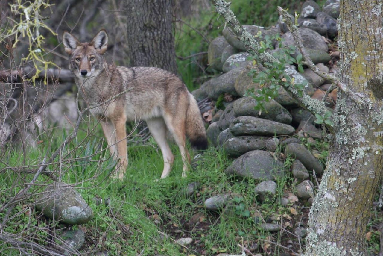 Western Wildlife Outreach: Black Bears, Cougars, Gray Wolves in the ...