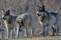 Western Wildlife Outreach: Black Bears, Cougars, Gray Wolves in the ...