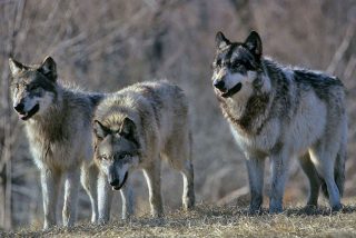 Western Wildlife Outreach: Black Bears, Cougars, Gray Wolves in the ...