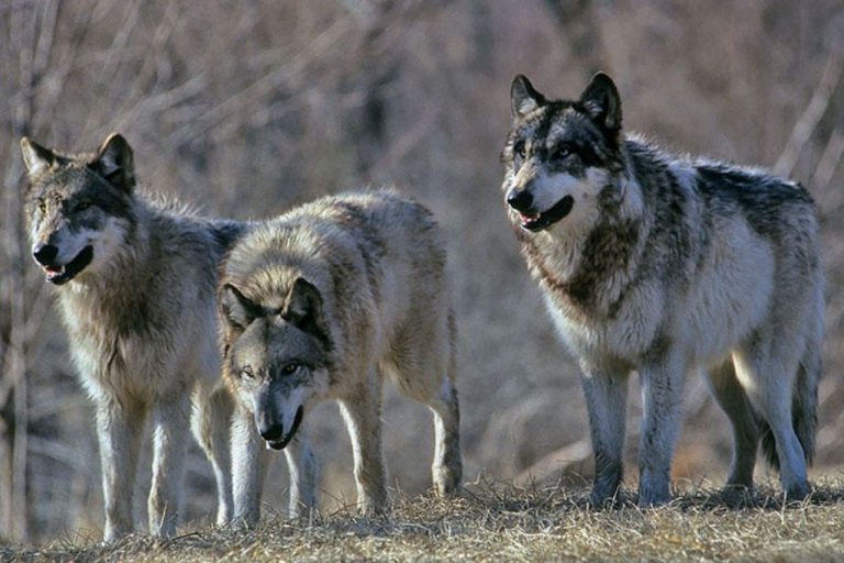 Western Wildlife Outreach: Black Bears, Cougars, Gray Wolves in the ...