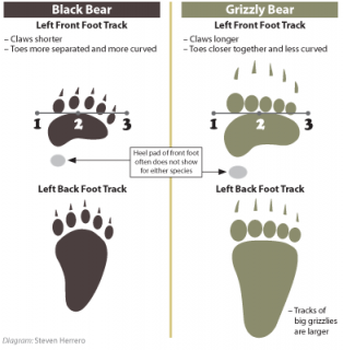 Bear Identification - Western Wildlife Outreach